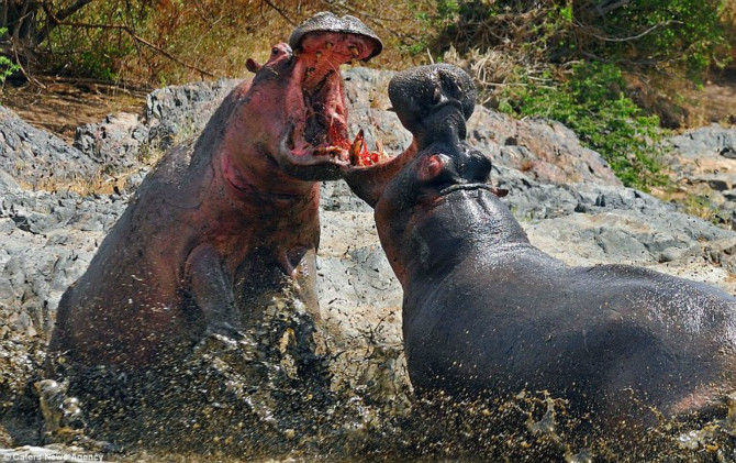 알고 계시겠지만 하마가 이리 무서운 동물입니다. | 보배드림 유머게시판