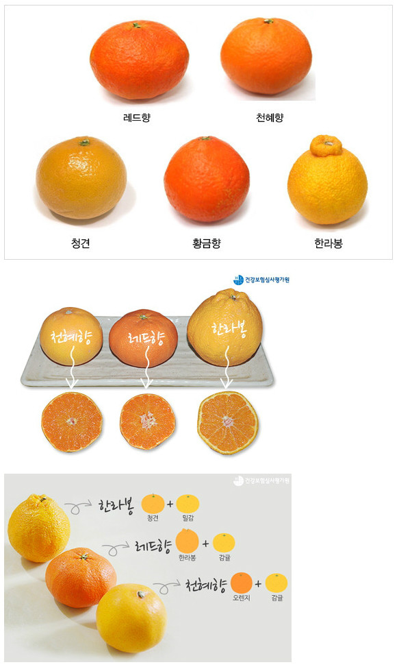제주 감귤 종류 보배드림 유머게시판